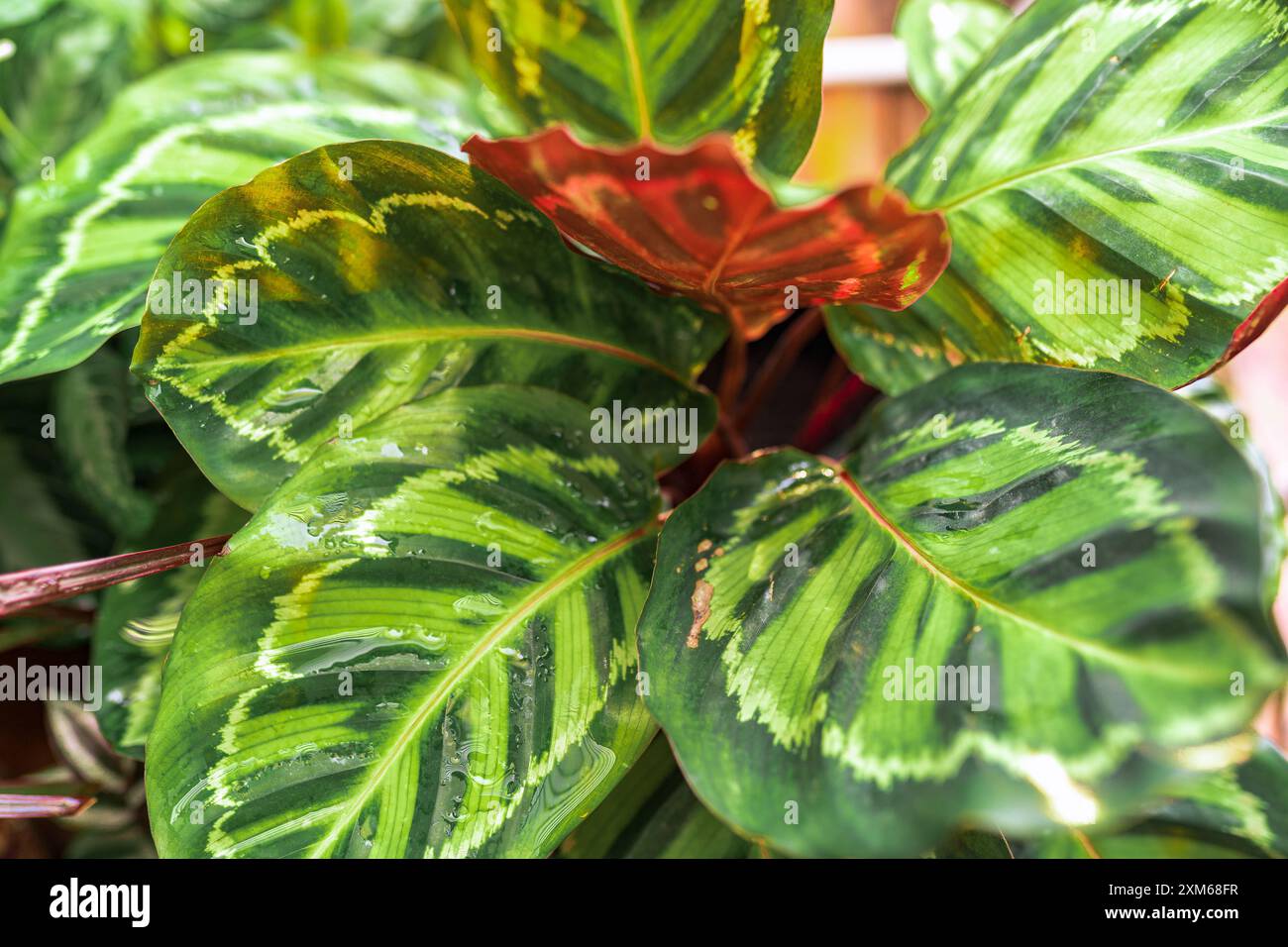 Calathea houseplant in water hi-res stock photography and images - Alamy