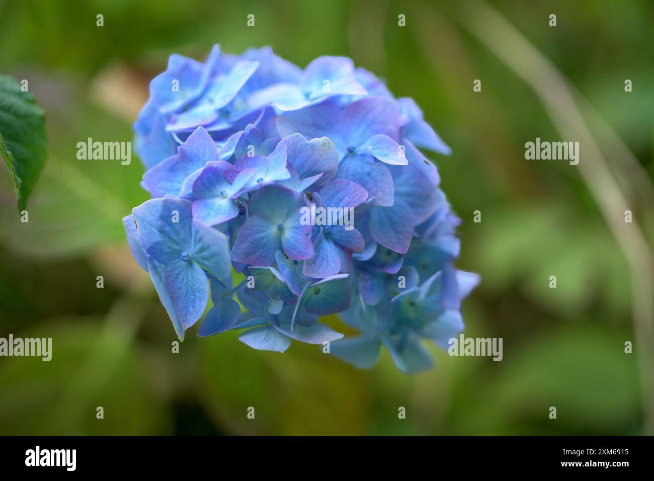 Blue with delicate hints of pink flower heads of a vibrant Hydrangea ...