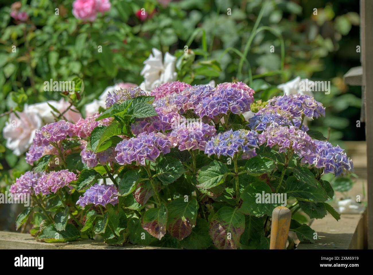 Blue, pink and purple flower heads of a vibrant Hydrangea macrophylla ...