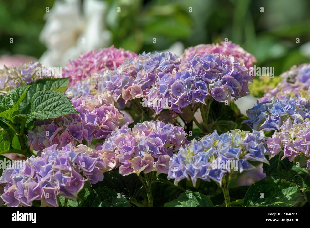 Blue, pink and purple flower heads of a vibrant Hydrangea macrophylla ...