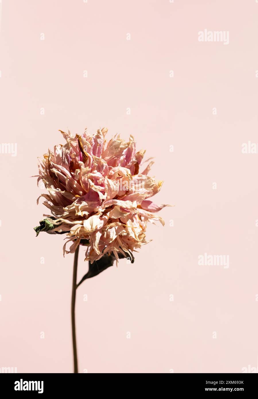 Decay and beauty dried flower with pink petals on pastel pink ...