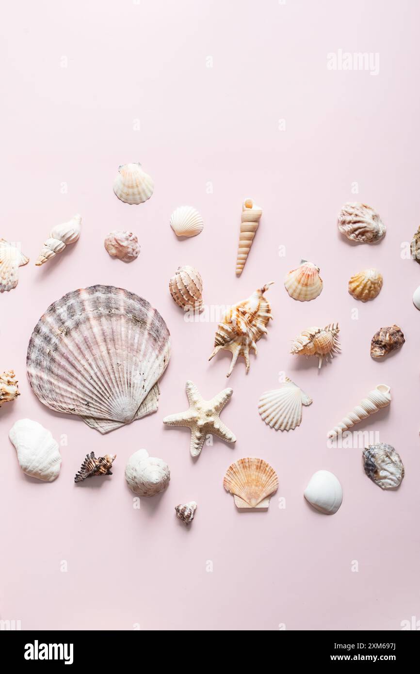 Diverse marine shells hi-res stock photography and images - Alamy