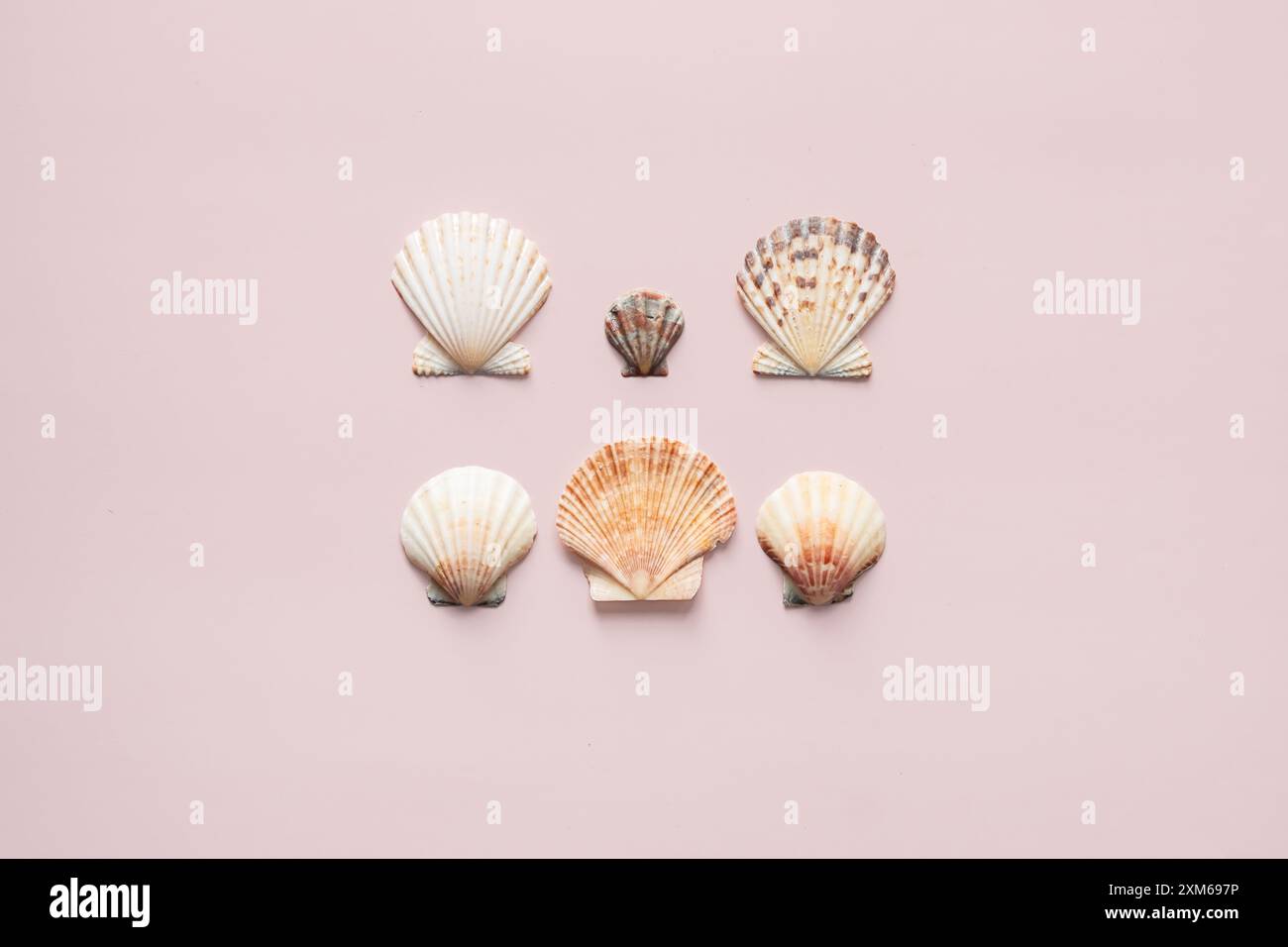 Scallop sea shells natural pattern Stock Photo - Alamy