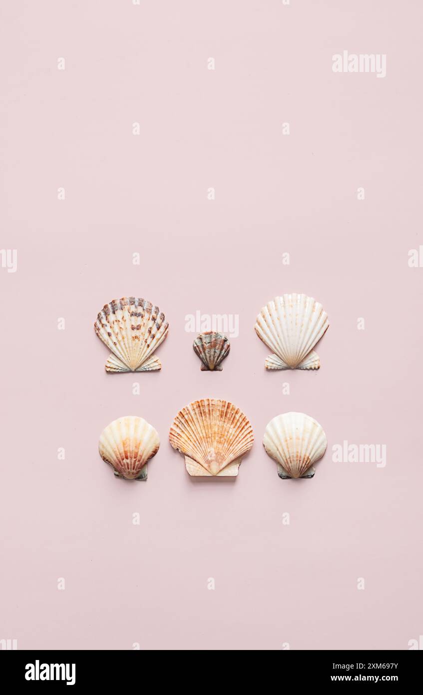 Scallop sea shells natural pattern Stock Photo - Alamy