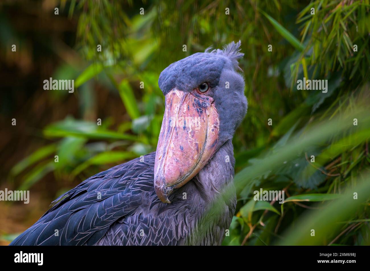 Shoebill face hi-res stock photography and images - Alamy