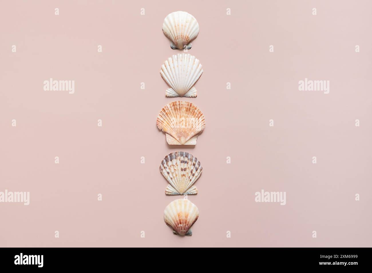 Diversity of mollusk shells hi-res stock photography and images - Alamy