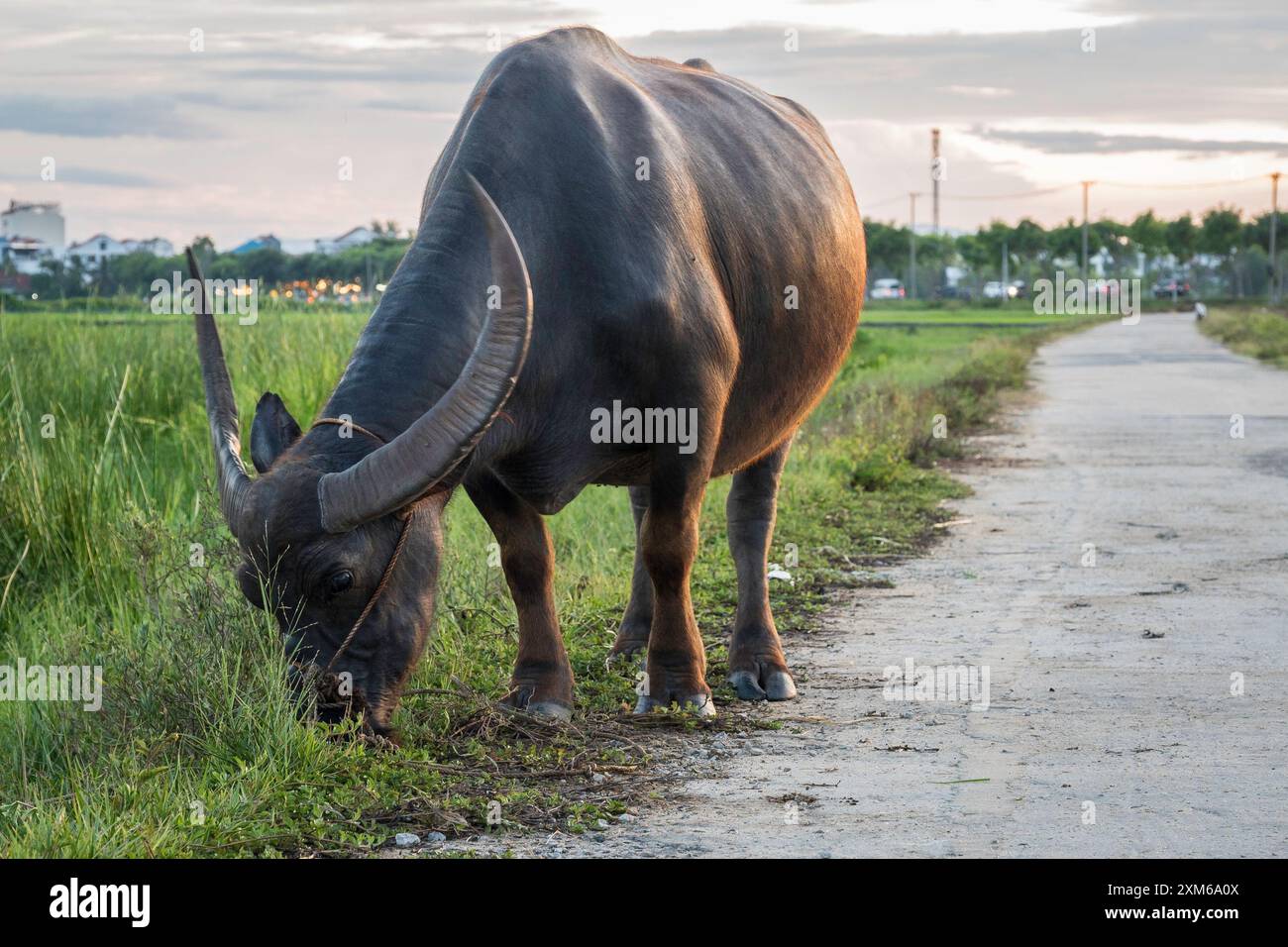 A Vietnamese water buffalo, standing at the edge of a paddy field, at ...