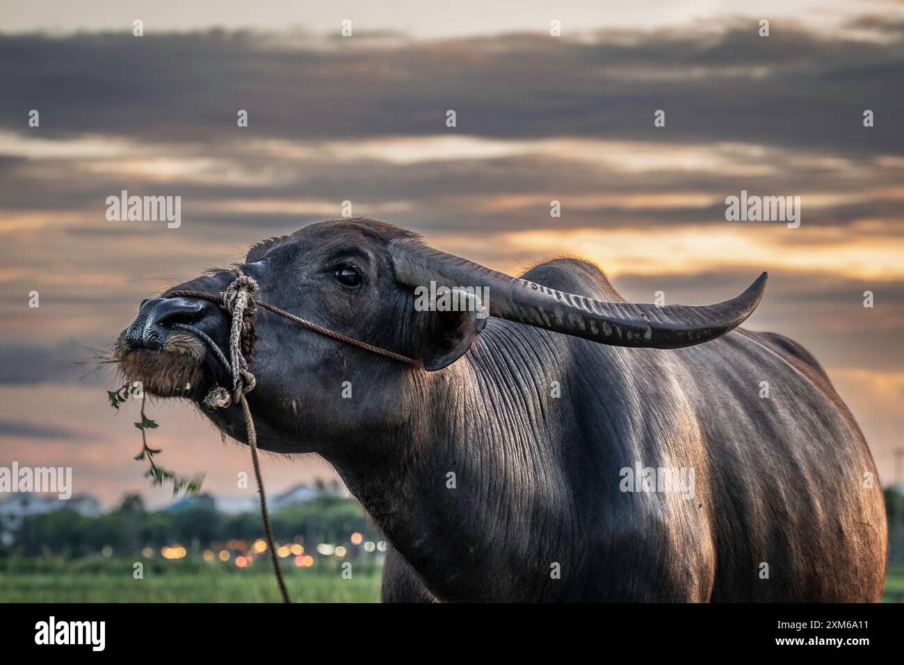 Close up of a water buffalo, in Vietnam Stock Photo - Alamy