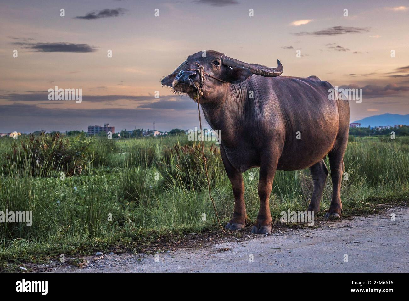 A Vietnamese water buffalo, standing at the edge of a paddy field, at ...