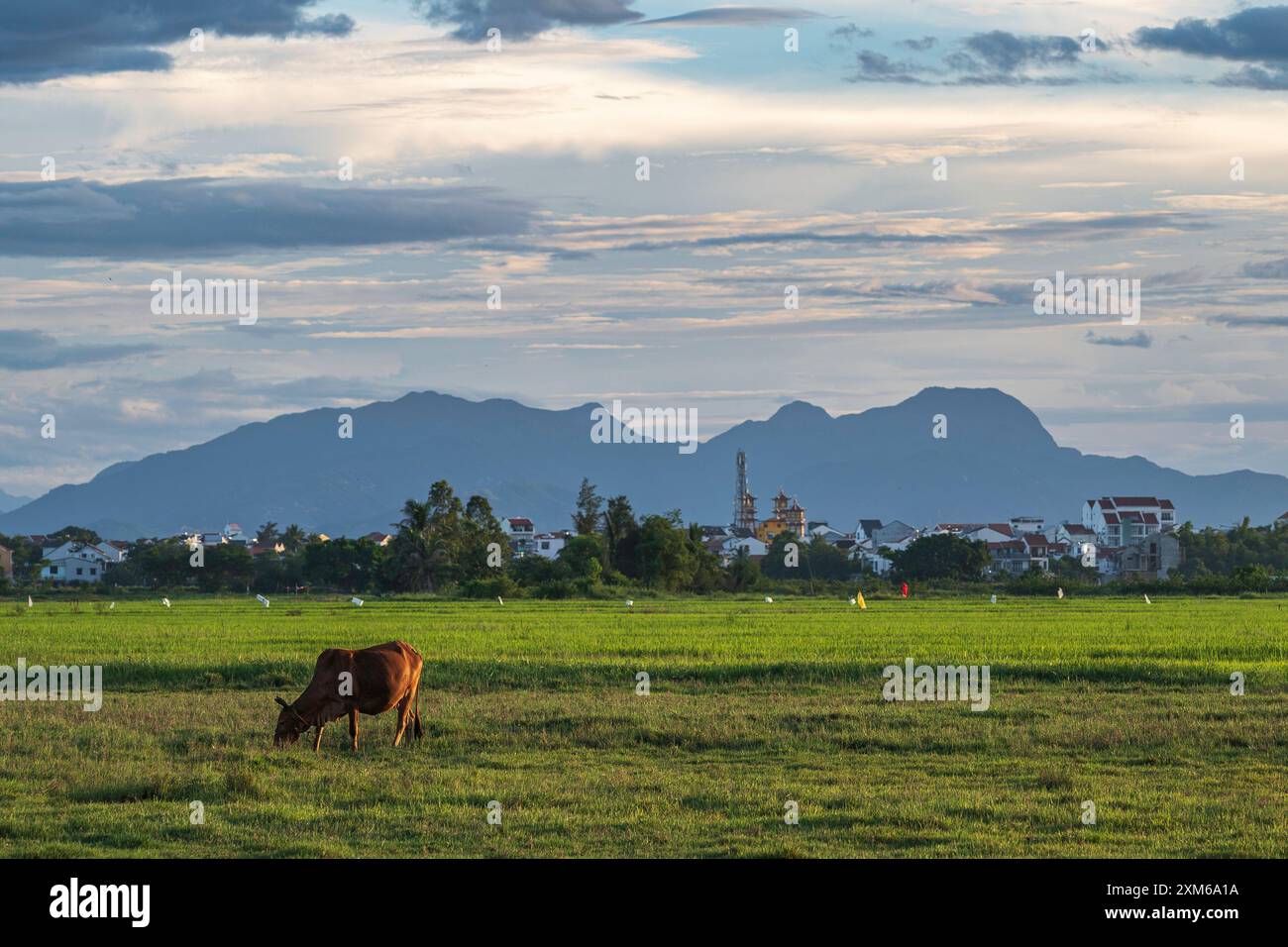 A Vietnamese water buffalo, in a paddy field Stock Photo - Alamy