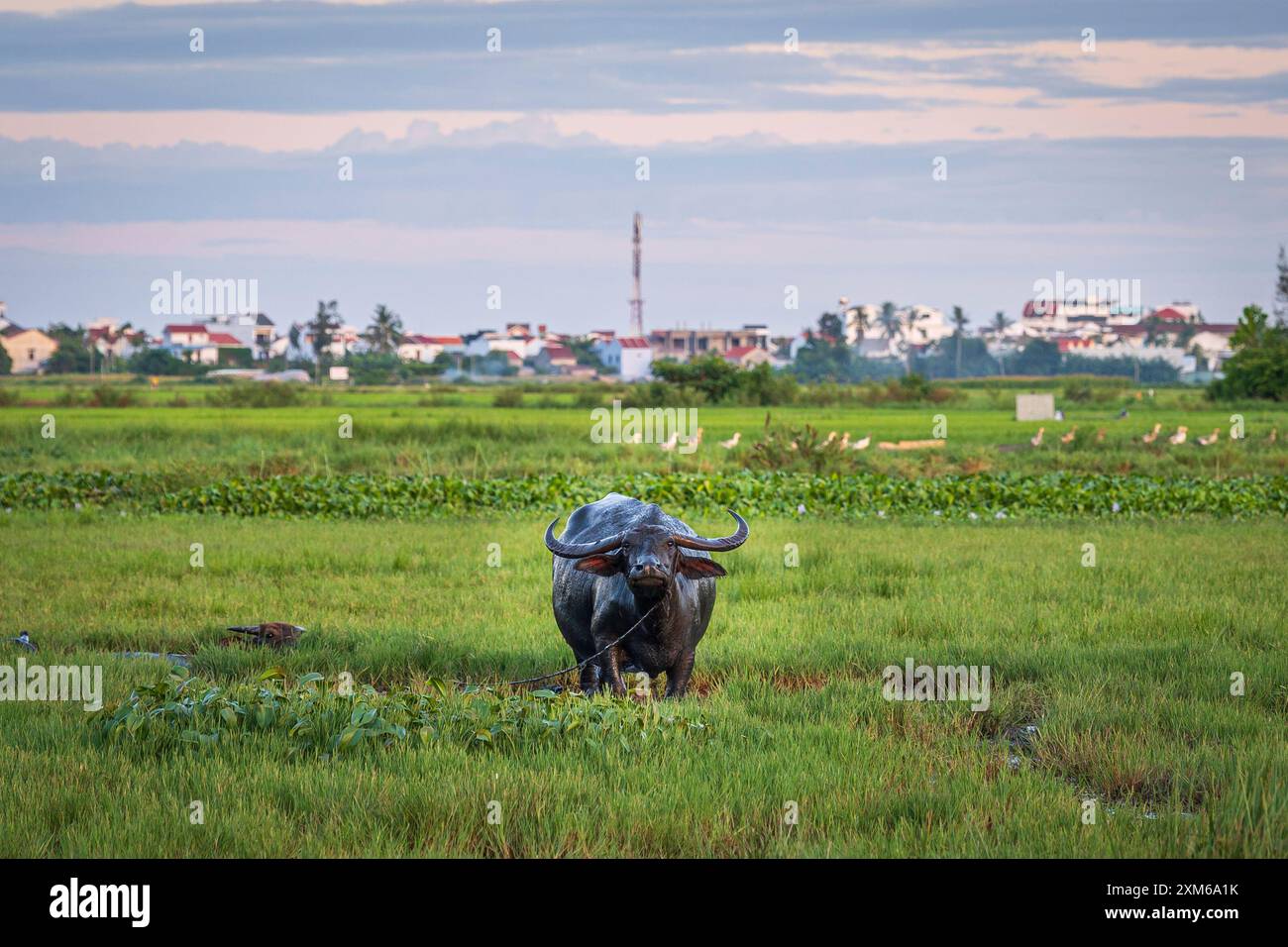 A Vietnamese water buffalo, in a paddy field Stock Photo - Alamy