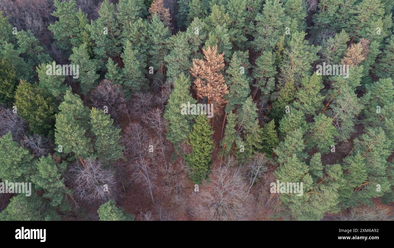 Deforestation aerial extreme hi-res stock photography and images - Alamy