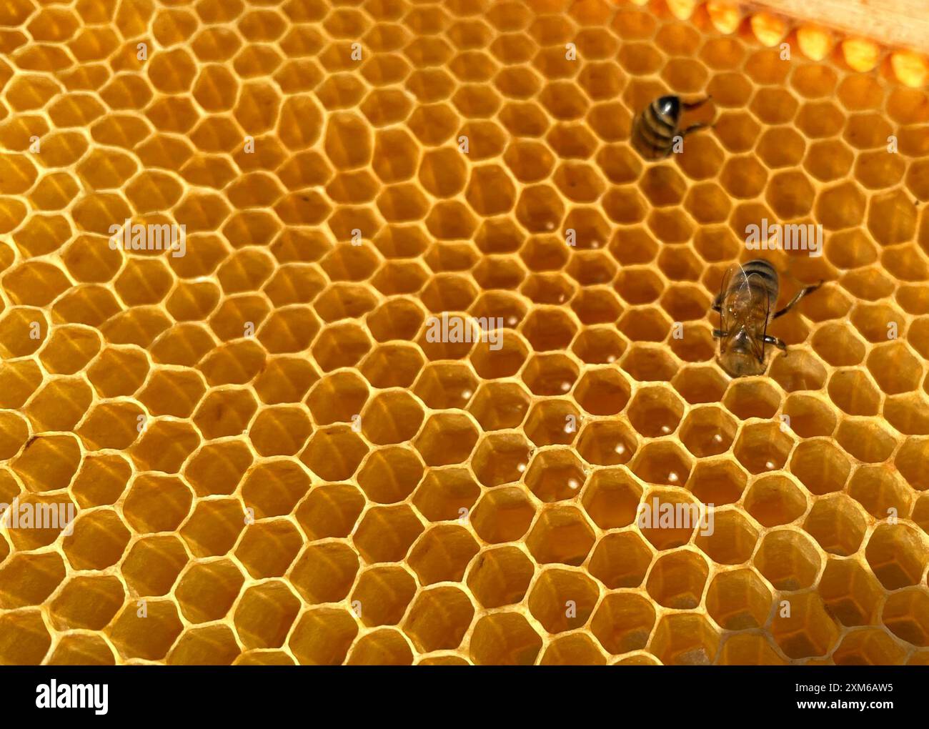 A worker bee processes nectar into honey in a wax cell Stock Photo - Alamy