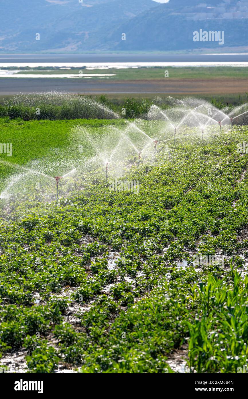 Automatic Sprinkler irrigation system watering in the vegetable farm ...