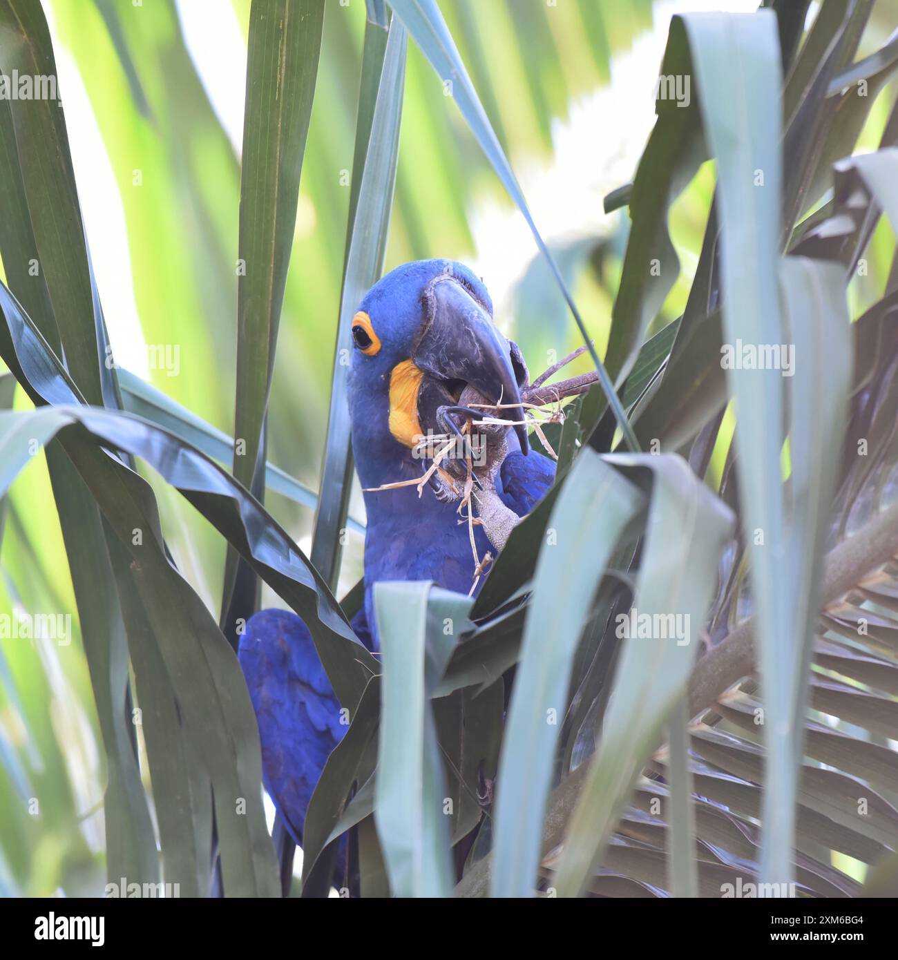 Hyacinth Macaw ( Anodorhynchus hyacinthinus) foraging in a palm tree ...