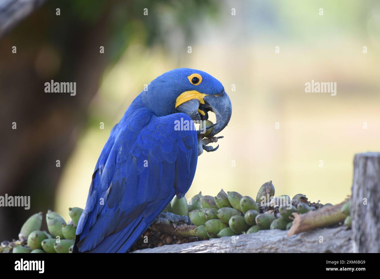 The Hyacinth Macaw ( Anodorhynchus hyacinthinus) mainly feeds on ...