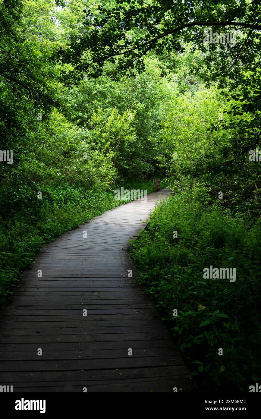 Peaceful wooden walkway winds hi-res stock photography and images - Alamy