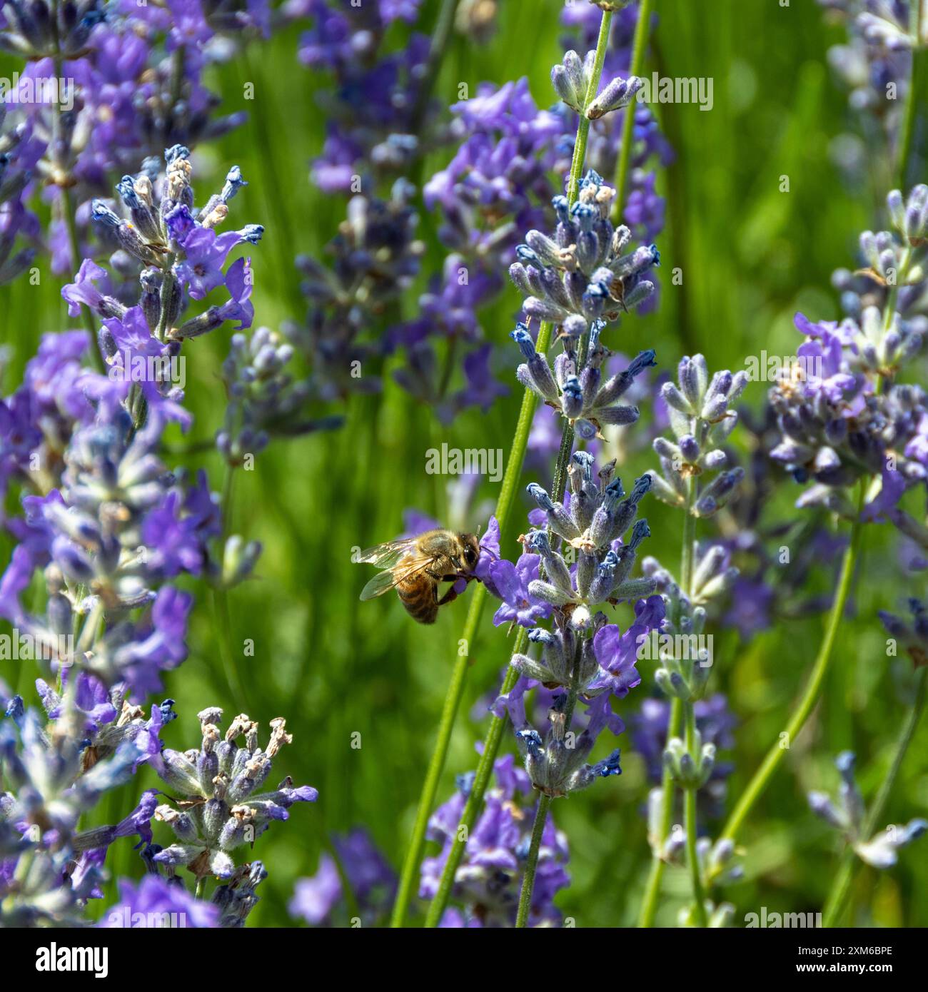 Vibrant pollinator hi-res stock photography and images - Alamy