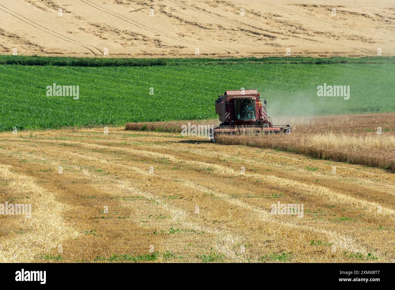 A red combine harvester cuts through rows of golden wheat, kicking up a ...