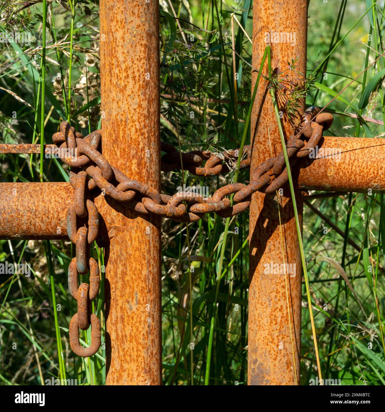 A rusty chain secures two rusty metal gate posts in a field of tall ...