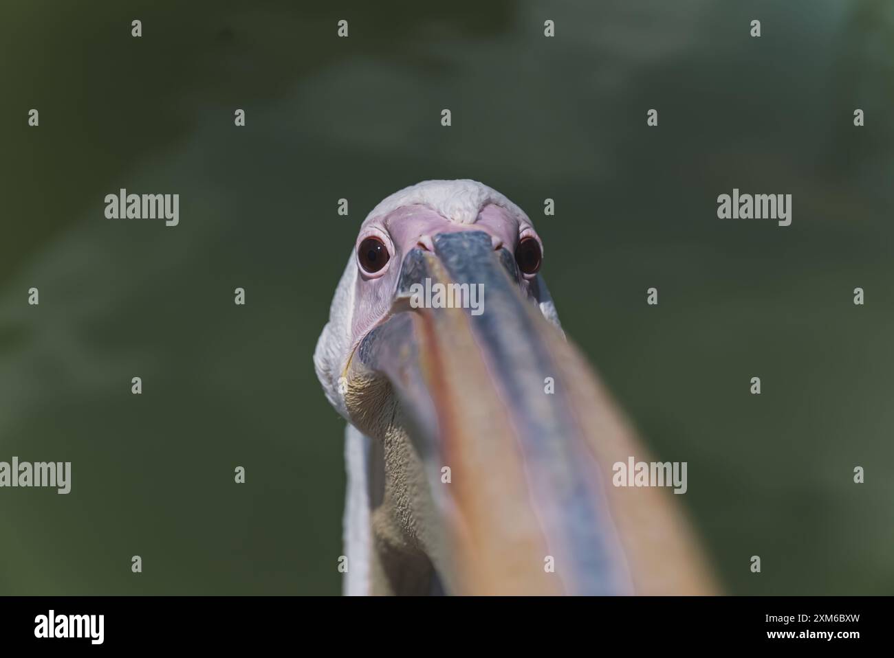Seacoasts hi-res stock photography and images - Alamy