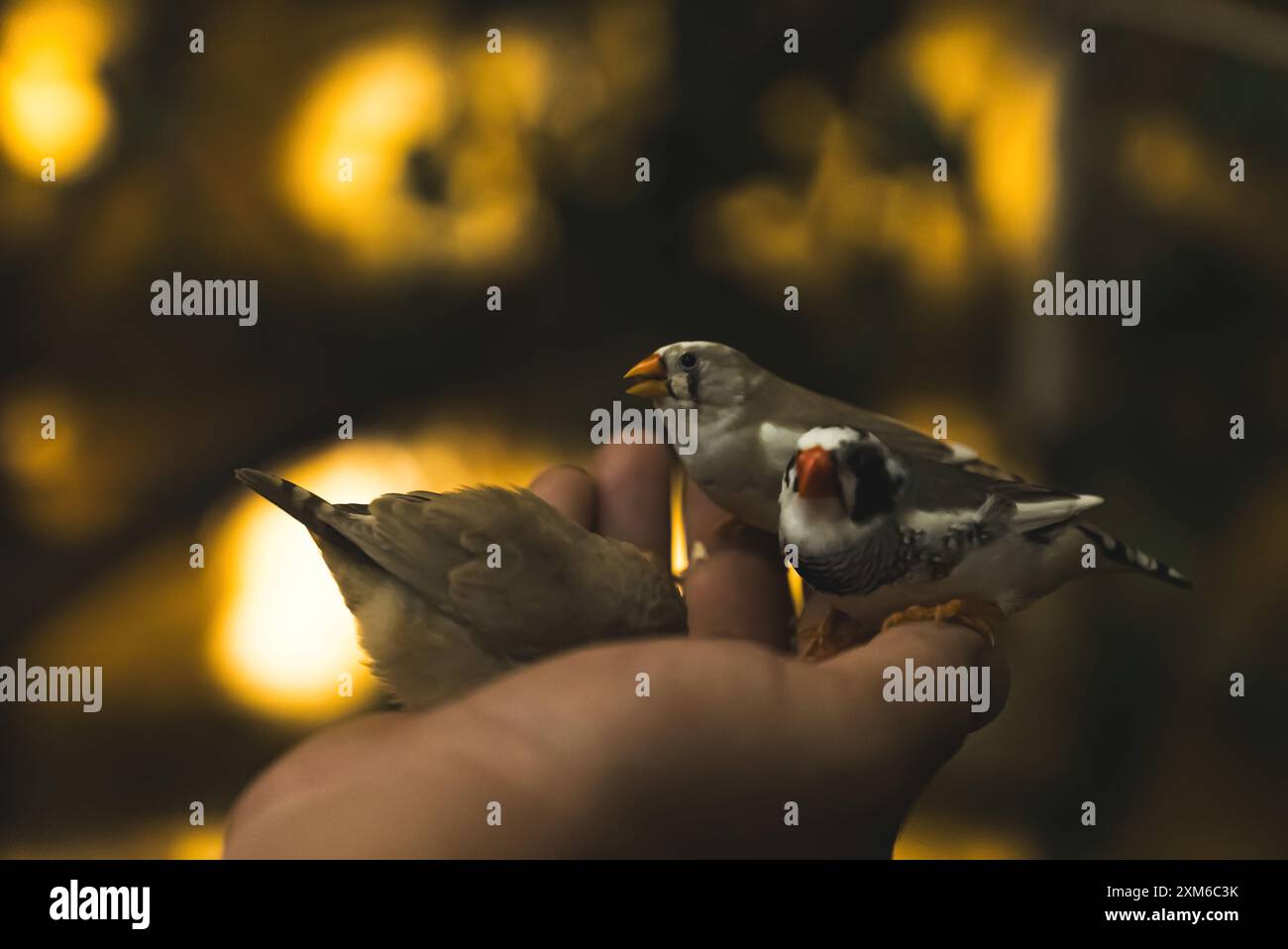 little cute finches taking their food from a human hands. High quality ...
