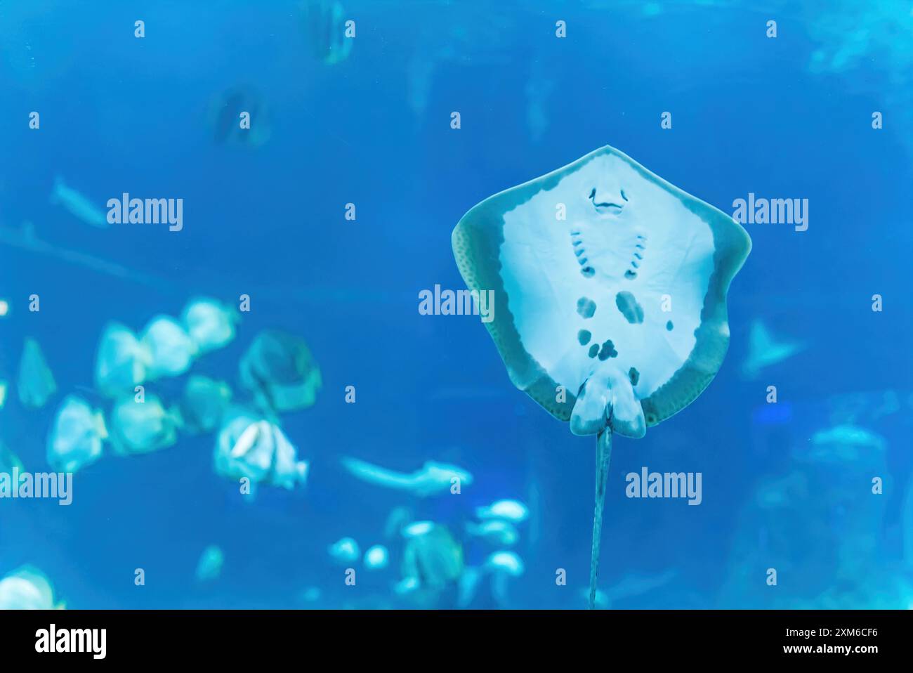 Impressive stingray fish showing its mouth arranged near its stomach of ...