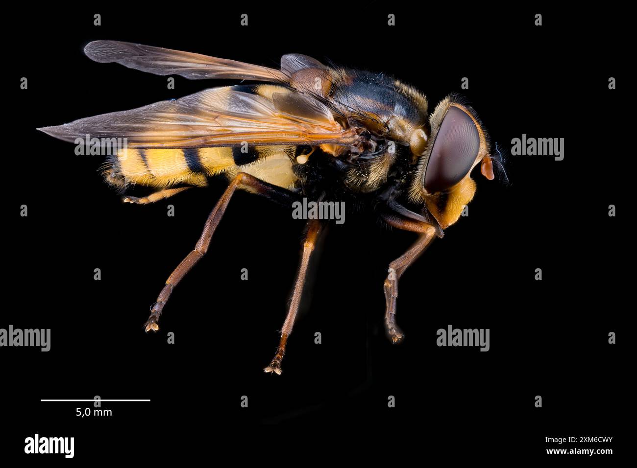 Volucilla inanis hi-res stock photography and images - Alamy