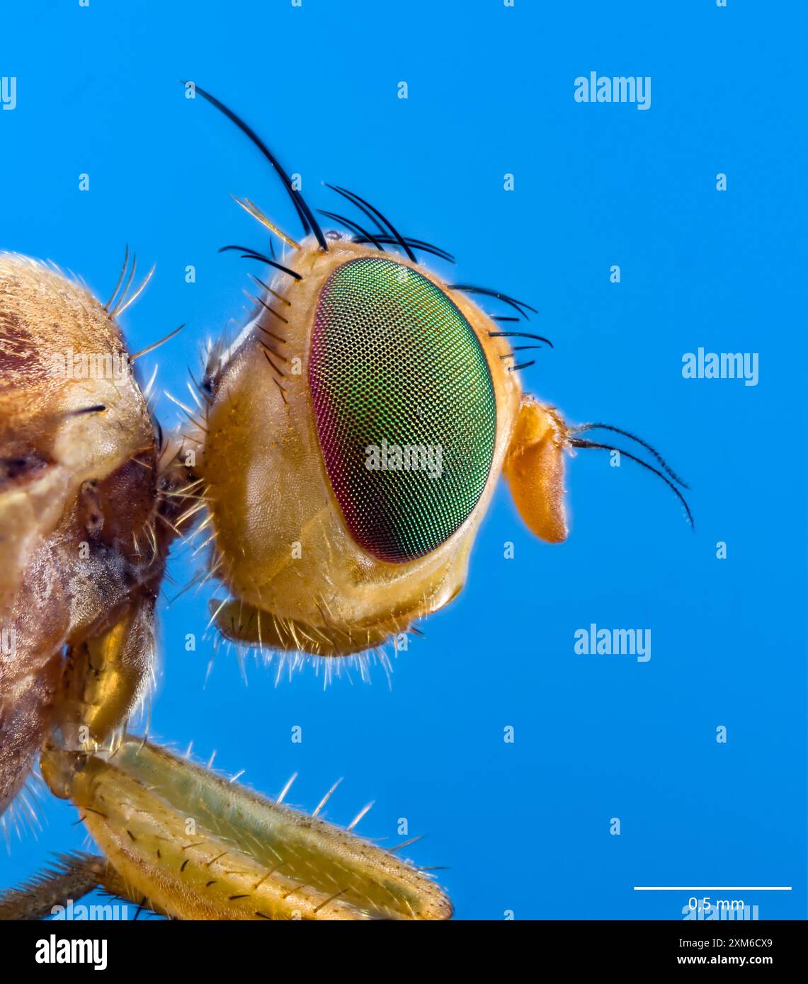 Yellow berberis fruit fly (Rhagoletis meigenii) from Hidra, south ...