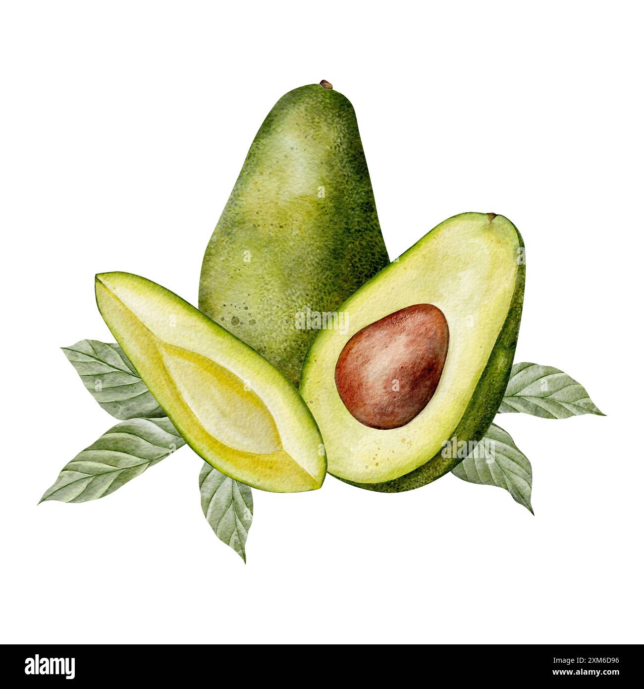 Watercolor avocado leaves and flowers illustration. Hand drawn ...