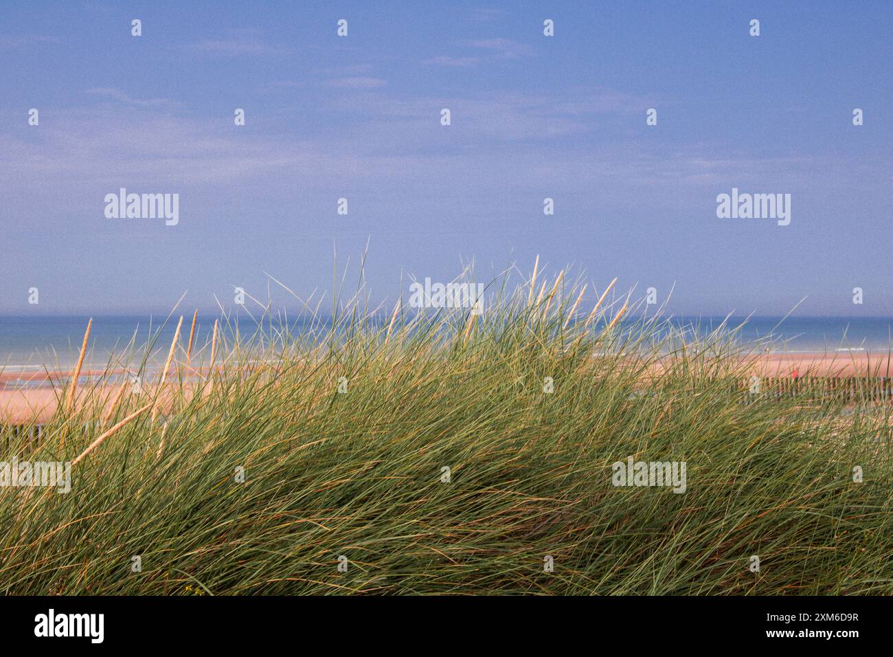 nord sea beach in summertime Stock Photo - Alamy