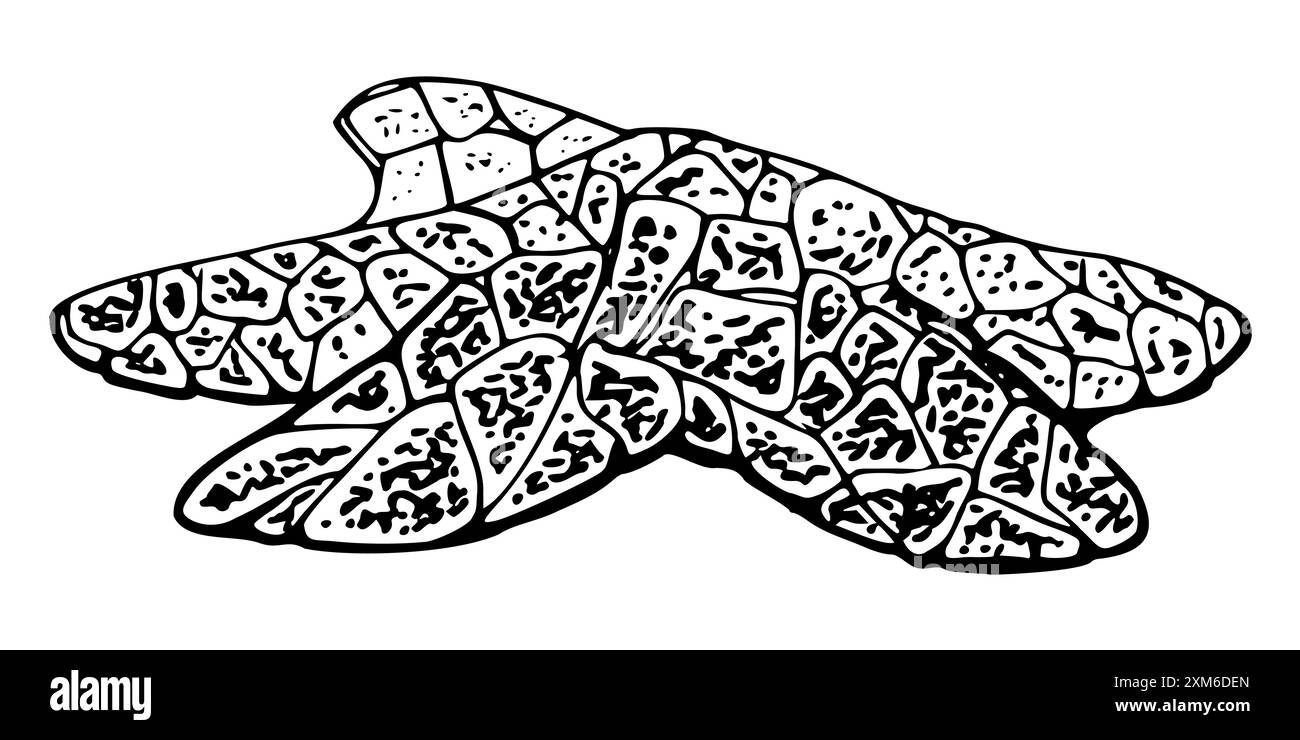 Starfish sea star fish Marine life, ocean underwater creature animal ...