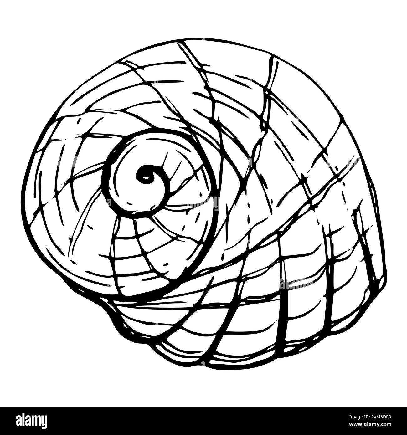 Marine life, sea ocean underwater creatures fish, shells algae seaweed ...