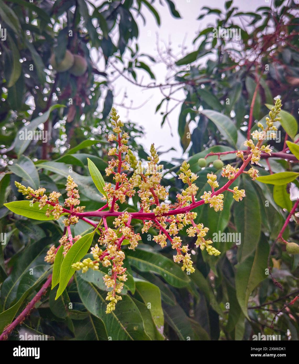Mango flower hi-res stock photography and images - Alamy