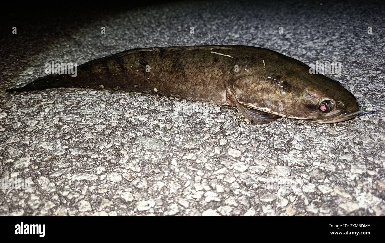 Closeup of a freshwater fish that was successfully caught by an angler ...