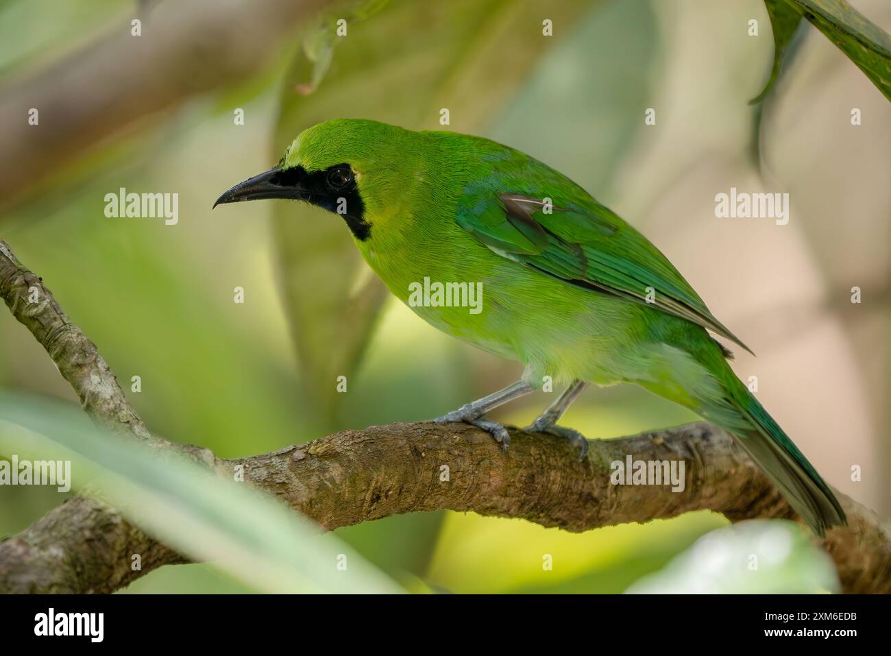 Greater Green Leafbird - Chloropsis sonnerati, beautiful colored ...