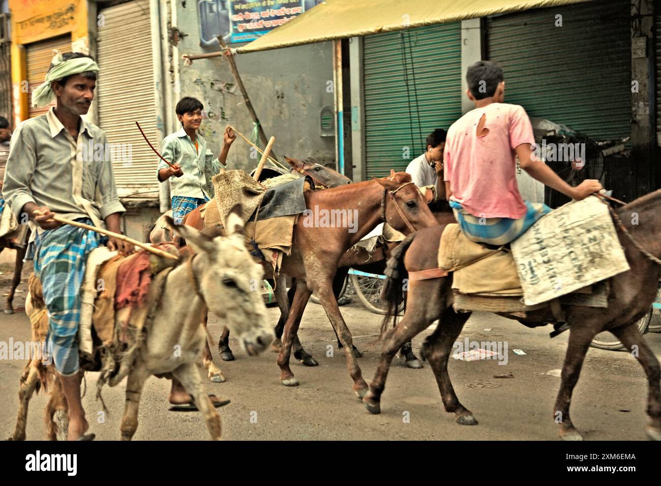 Mule transportation hi-res stock photography and images - Alamy