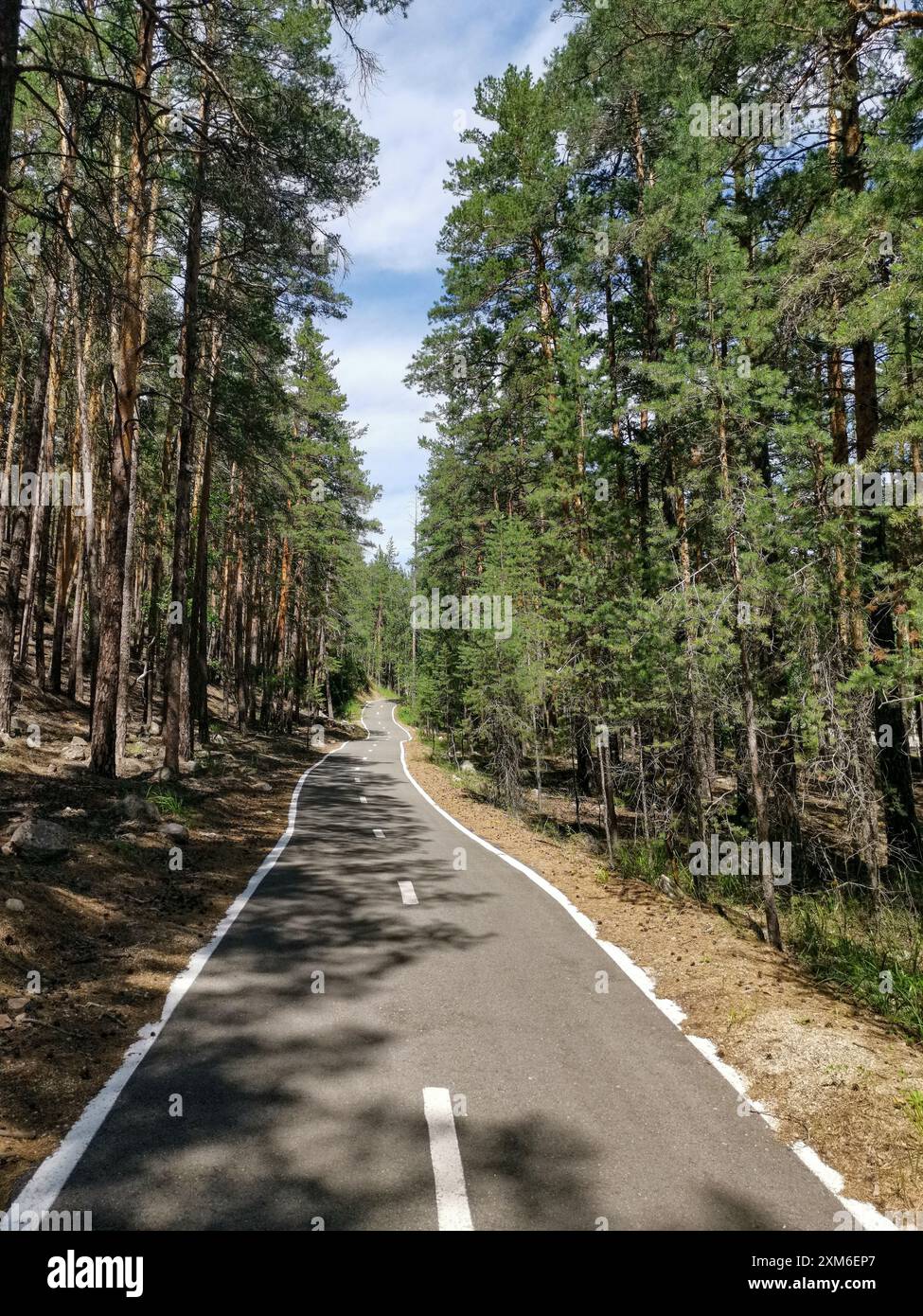 Asphalt path in forest biking hi-res stock photography and images - Alamy
