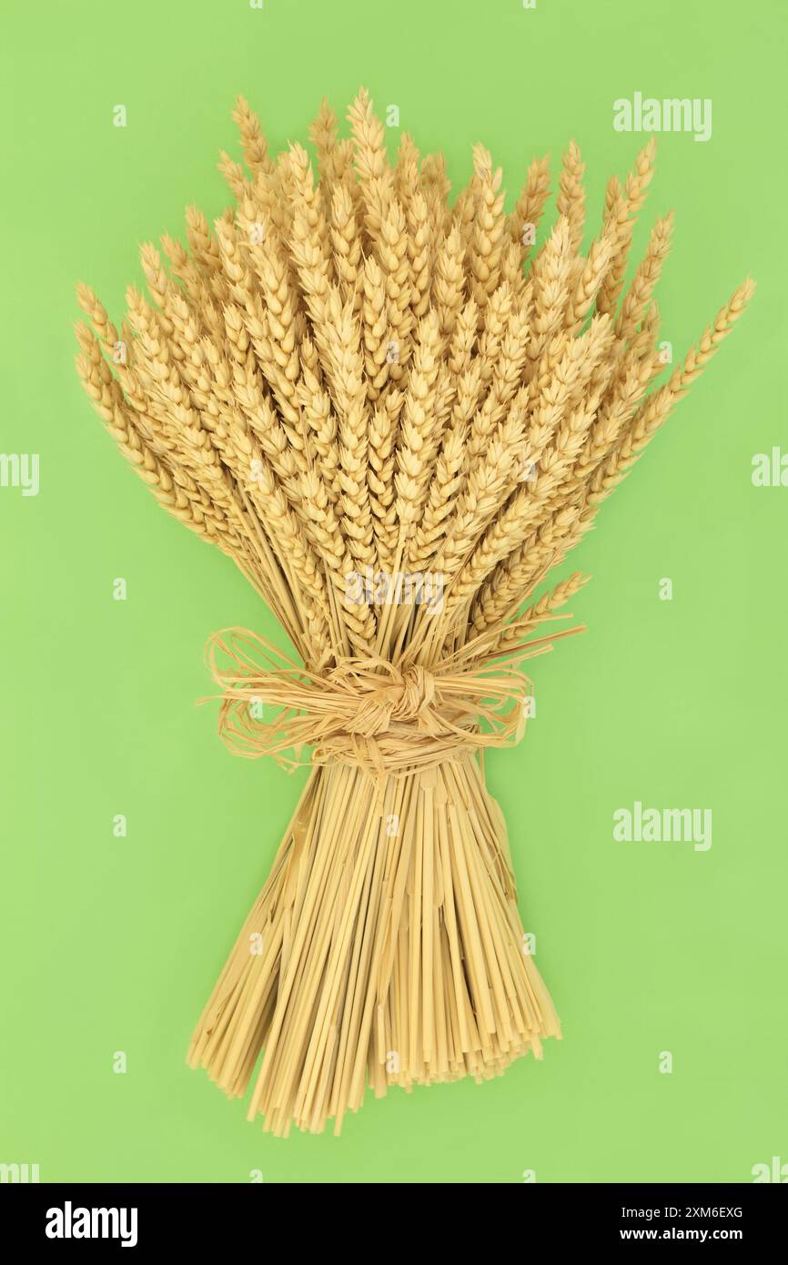 Wheat bundle sheath tied with raffia bow on green background ...