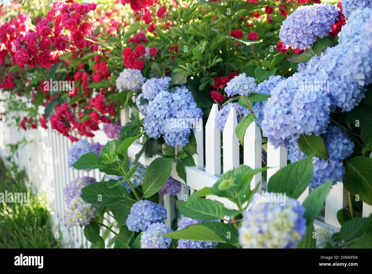 Hydrangea and Roses Blooming around a White picket fence on Cape Cod ...