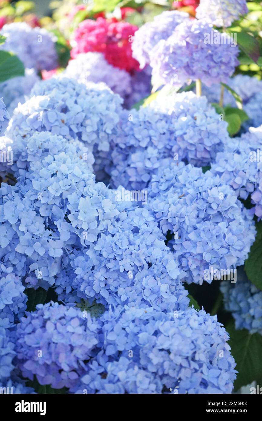 Closeup Blue Hydrangea Blooms on Cape Cod Stock Photo - Alamy
