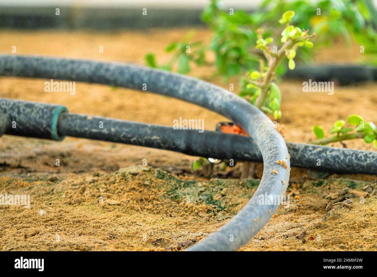 Drip irrigation water pipes (drip system) in the desert, green plants. Arabian Peninsula Stock ...