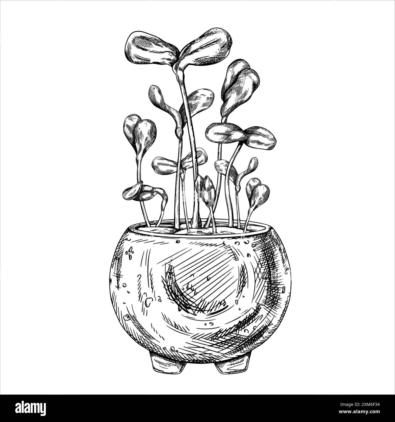 Plant sprouts in ground Black and White Stock Photos & Images - Alamy