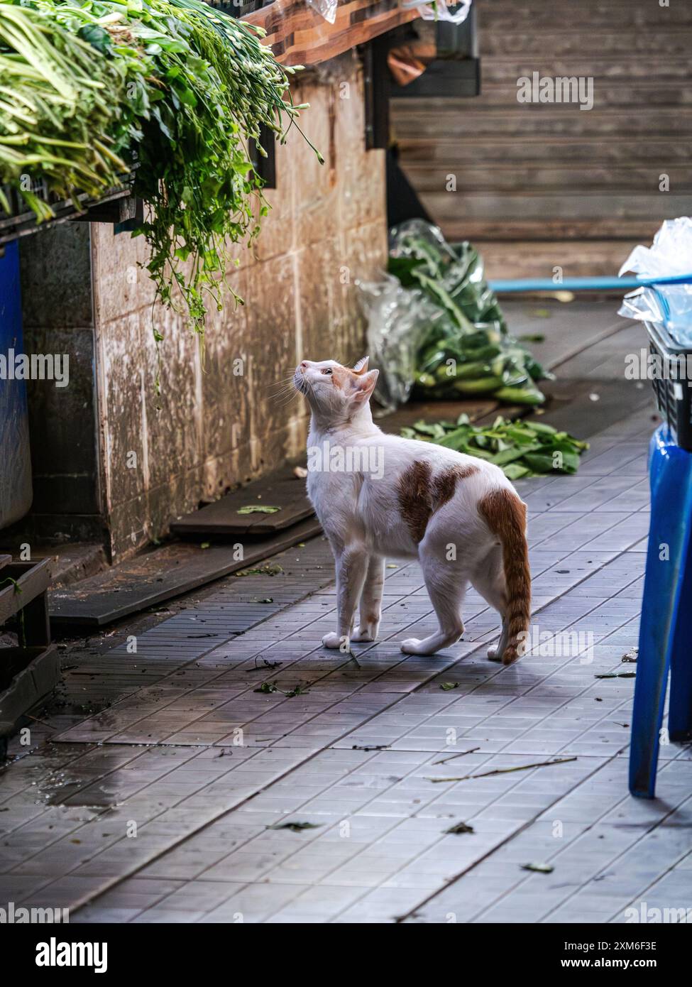 Cat Observing Produce at a Market Stall Stock Photo - Alamy
