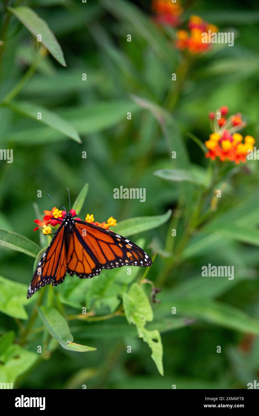 Pollination by butterfly species hi-res stock photography and images ...