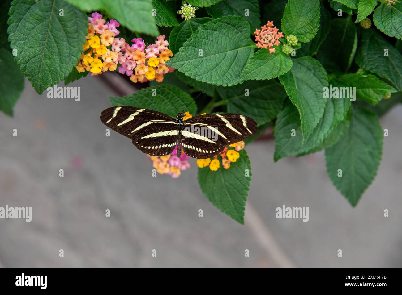 Zebra butterfly with striped wings on colorful flowers Stock Photo - Alamy