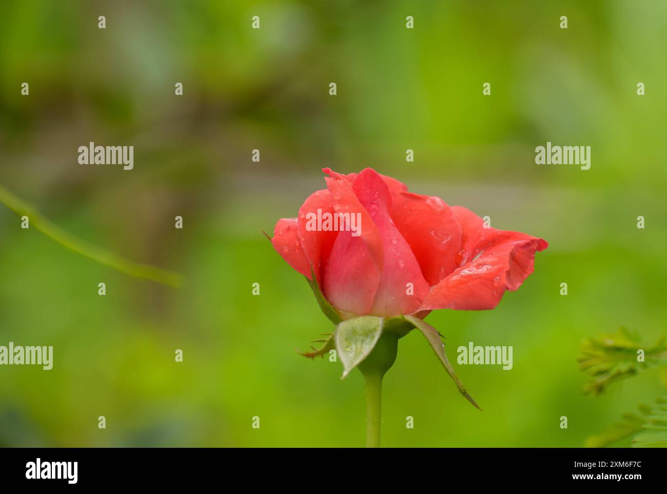Garden rose bud hi-res stock photography and images - Alamy