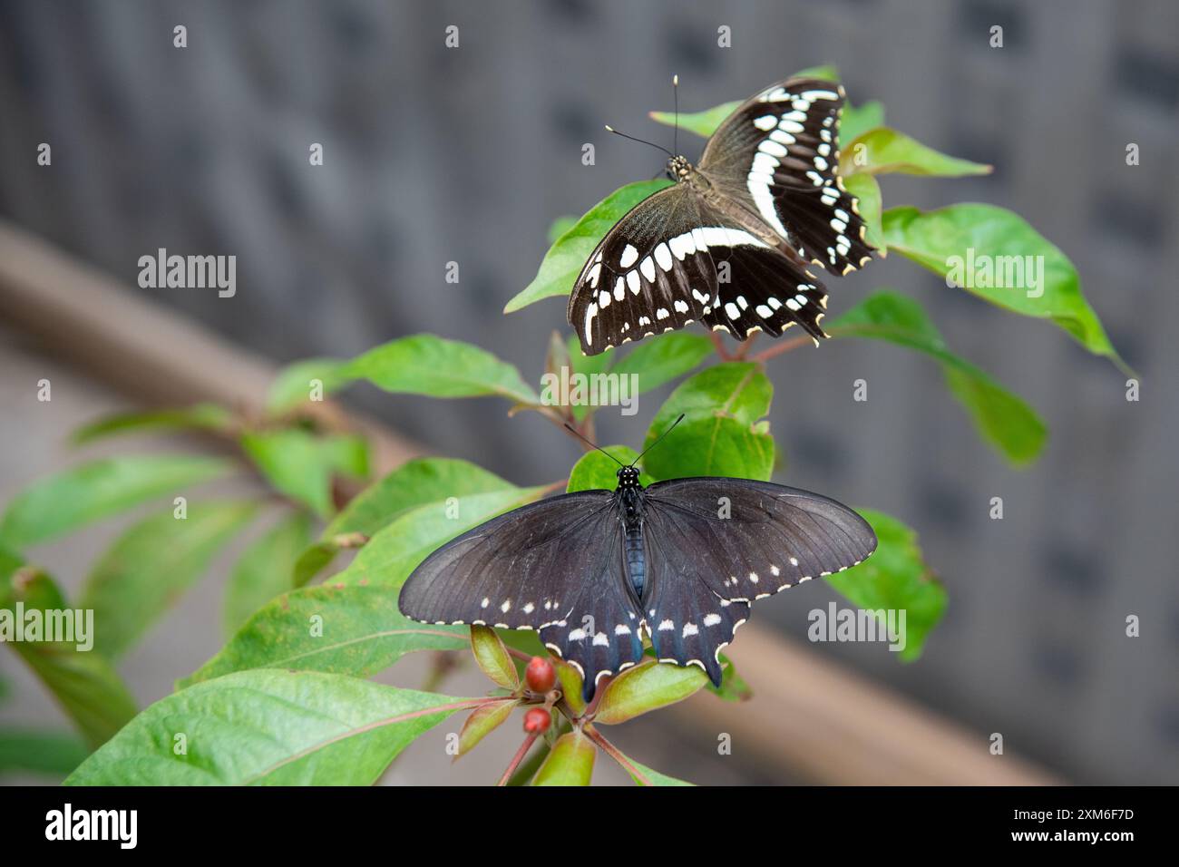 Two vibrant butterflies hi-res stock photography and images - Alamy