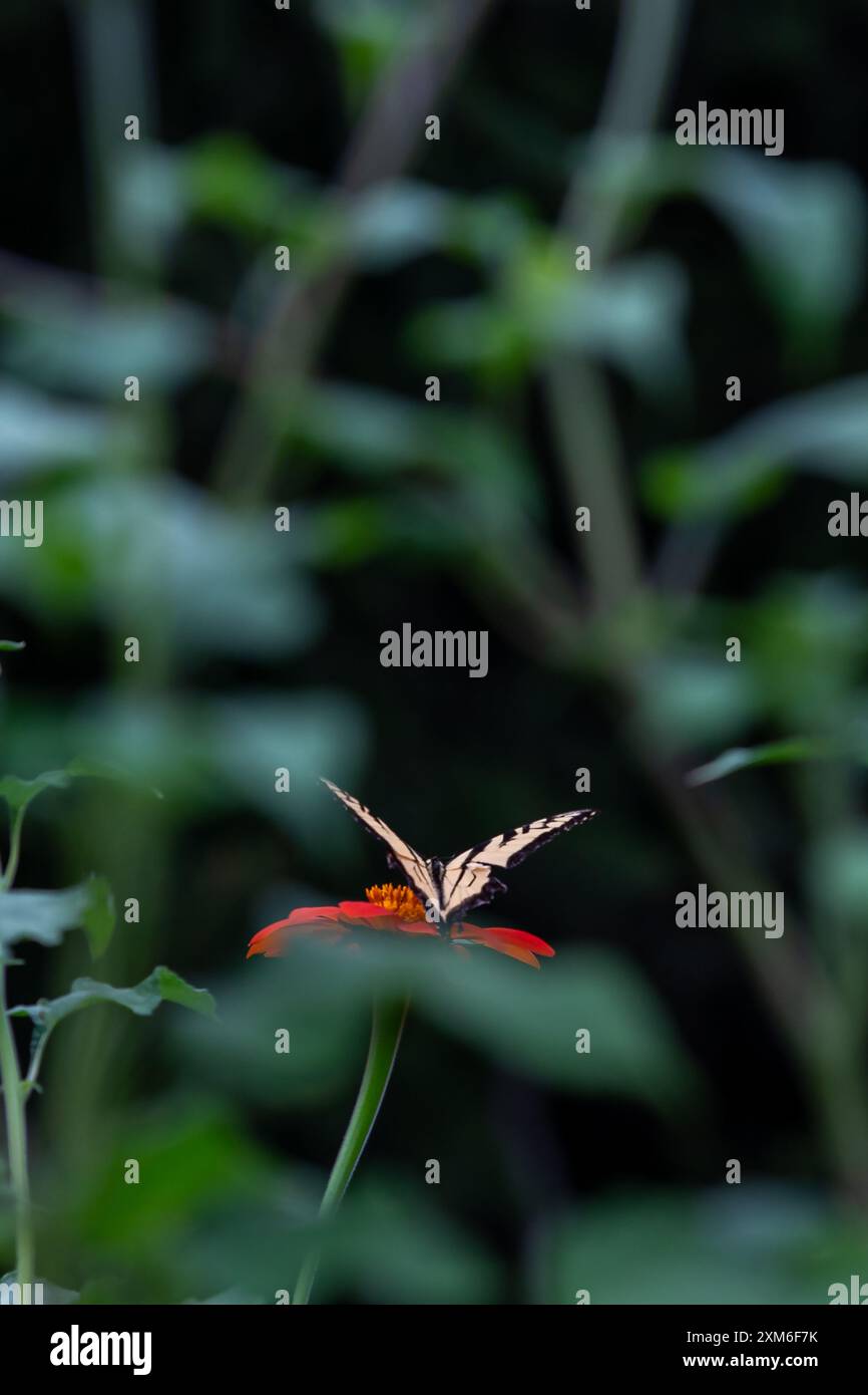 Black white butterfly perched hi-res stock photography and images - Alamy