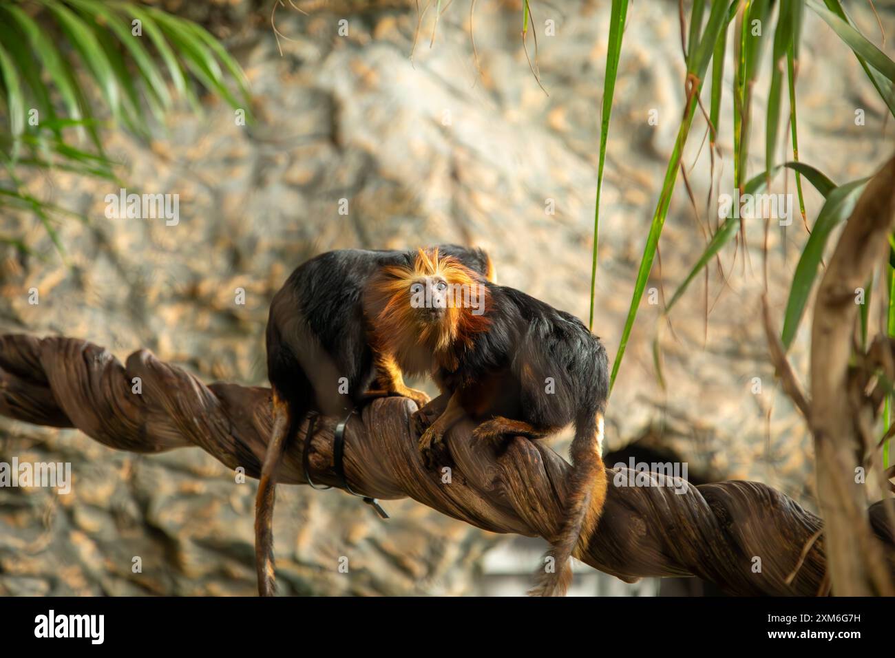 Two tamarin monkeys sitting on a large twisted branch Stock Photo - Alamy